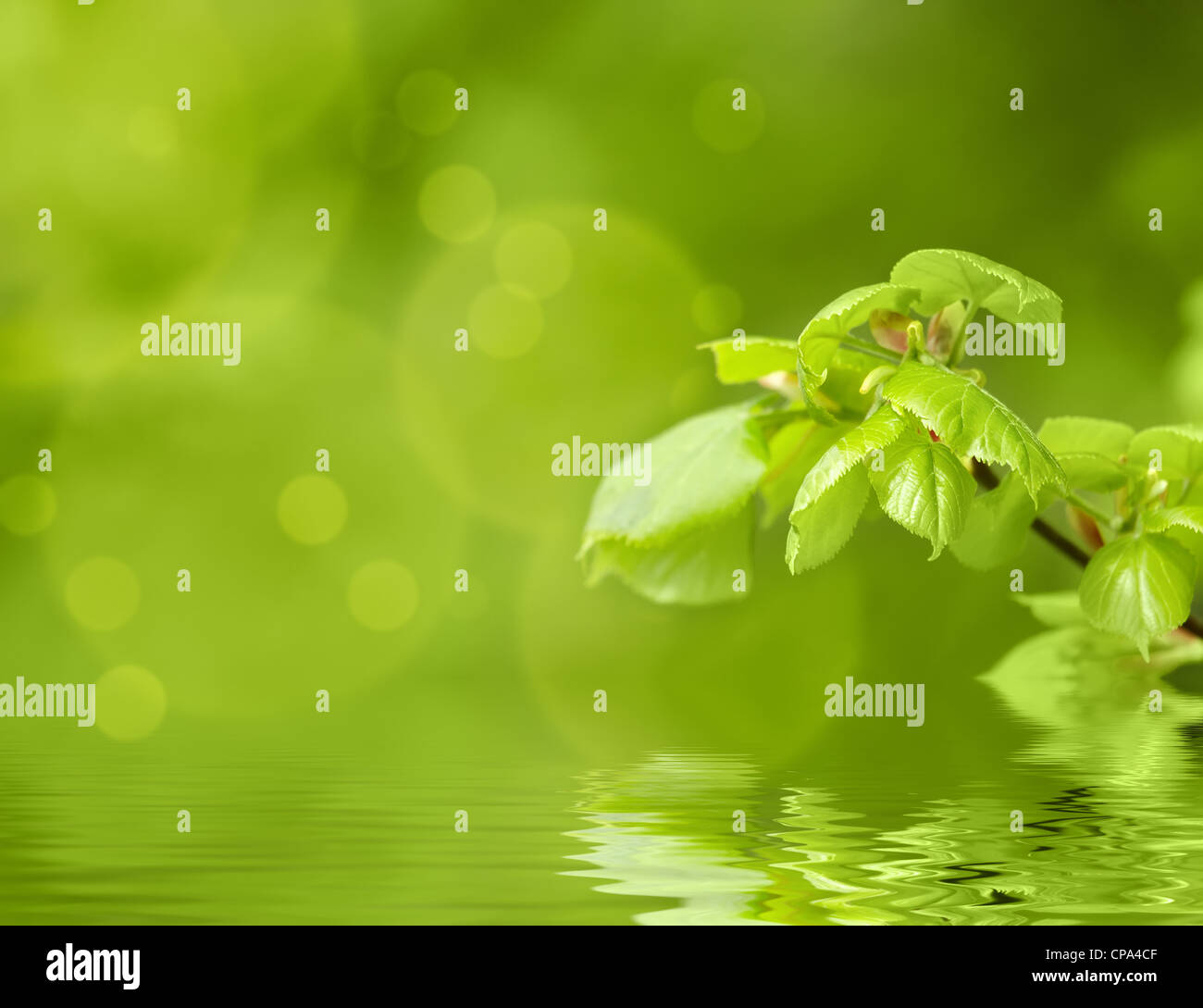 Green spring background with shallow focus bokeh and refflection Stock ...