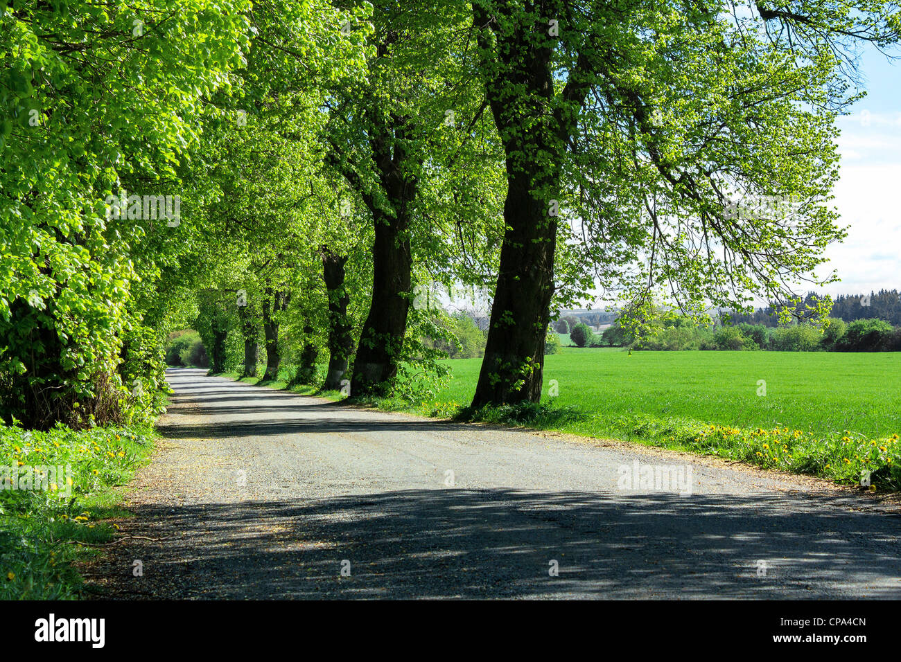 Old country road with line of trees Stock Photo - Alamy