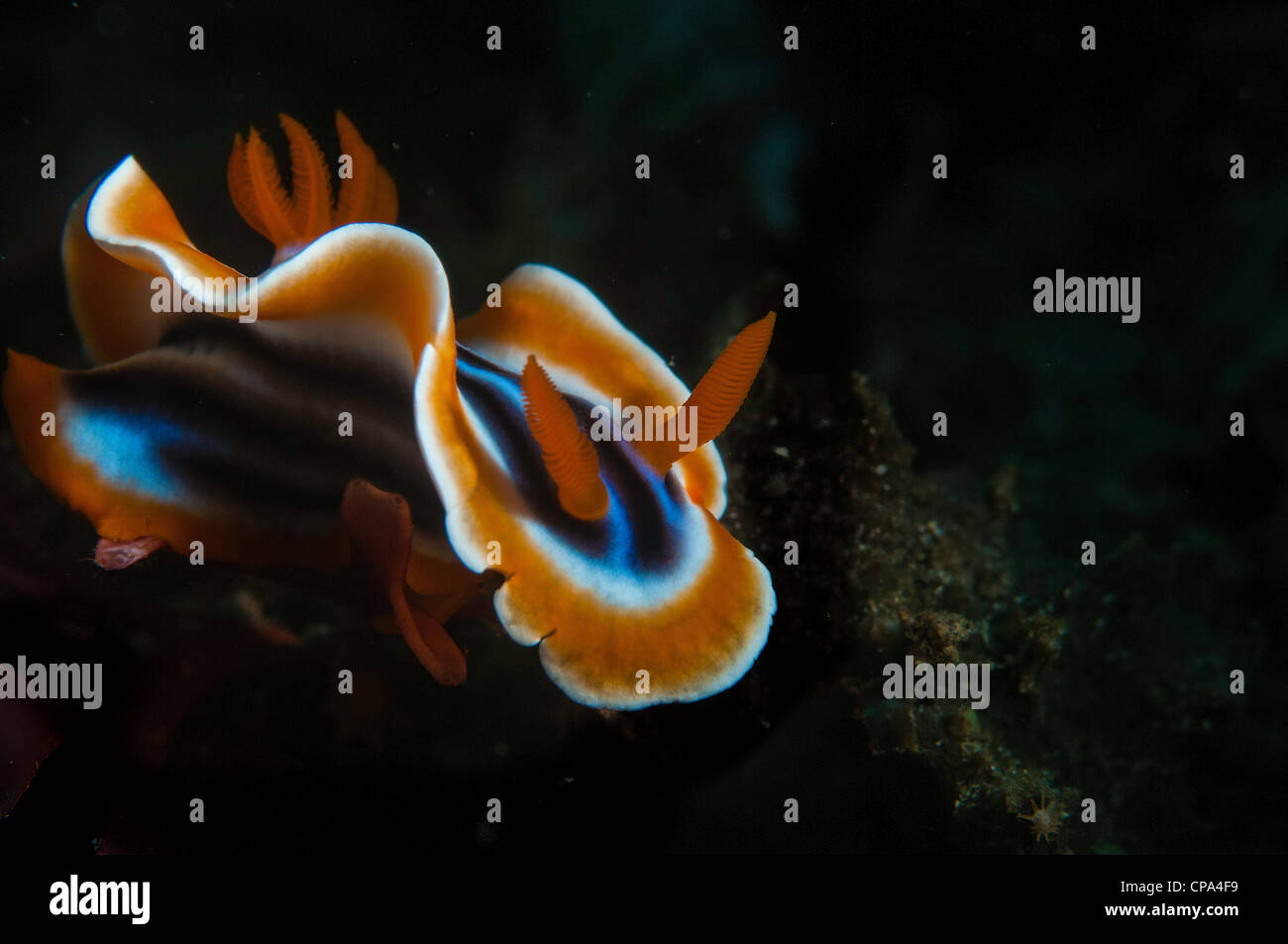 Opisthobranchia snoot sulawesi underwater macro hi-res stock ...