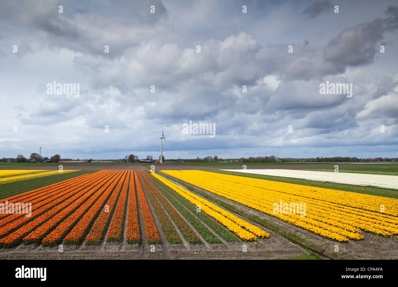 Holland bulb fields windmill hi-res stock photography and images - Alamy