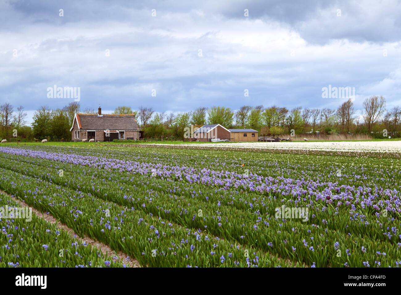 Dutch farm with fields of blue hyacinth Stock Photo - Alamy