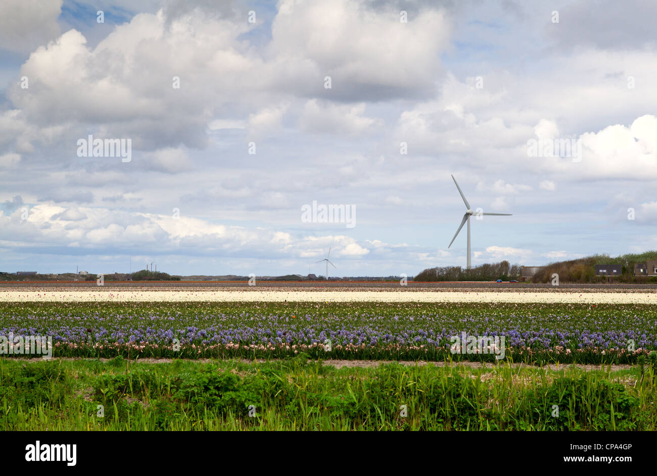 fields with colorful flowers and windmill Stock Photo - Alamy
