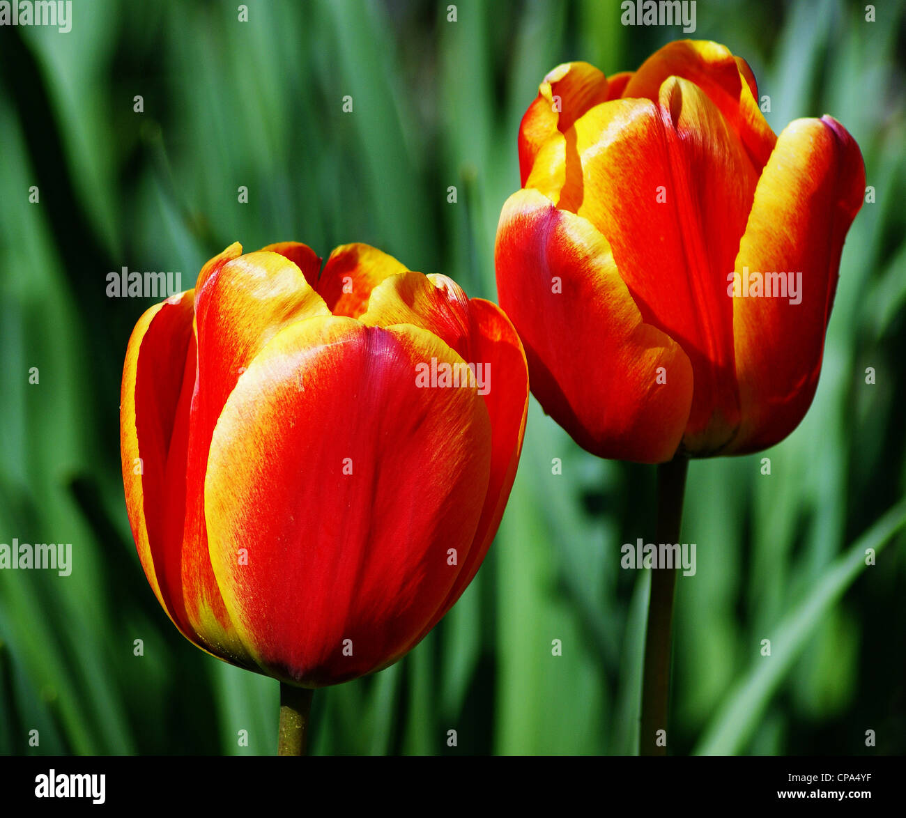 Red tulpis hi-res stock photography and images - Alamy