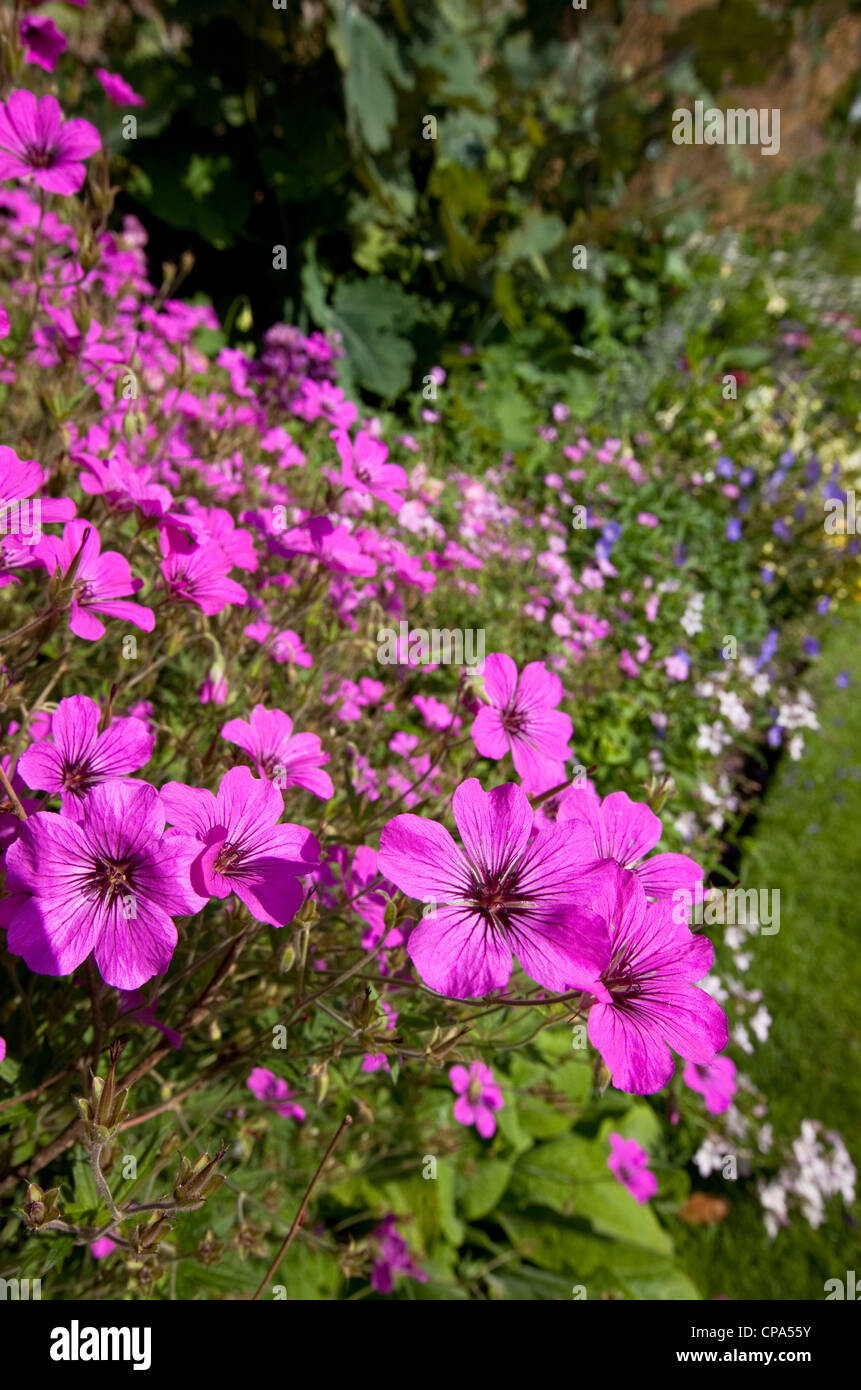 Geranium in flower border, England, UK Stock Photo - Alamy