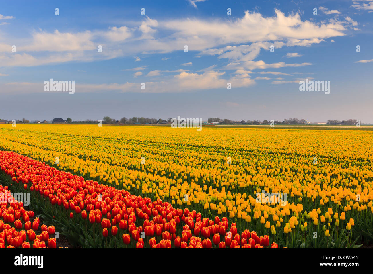 Dutch bulb and flowers fields during the spring in the Netherlands ...