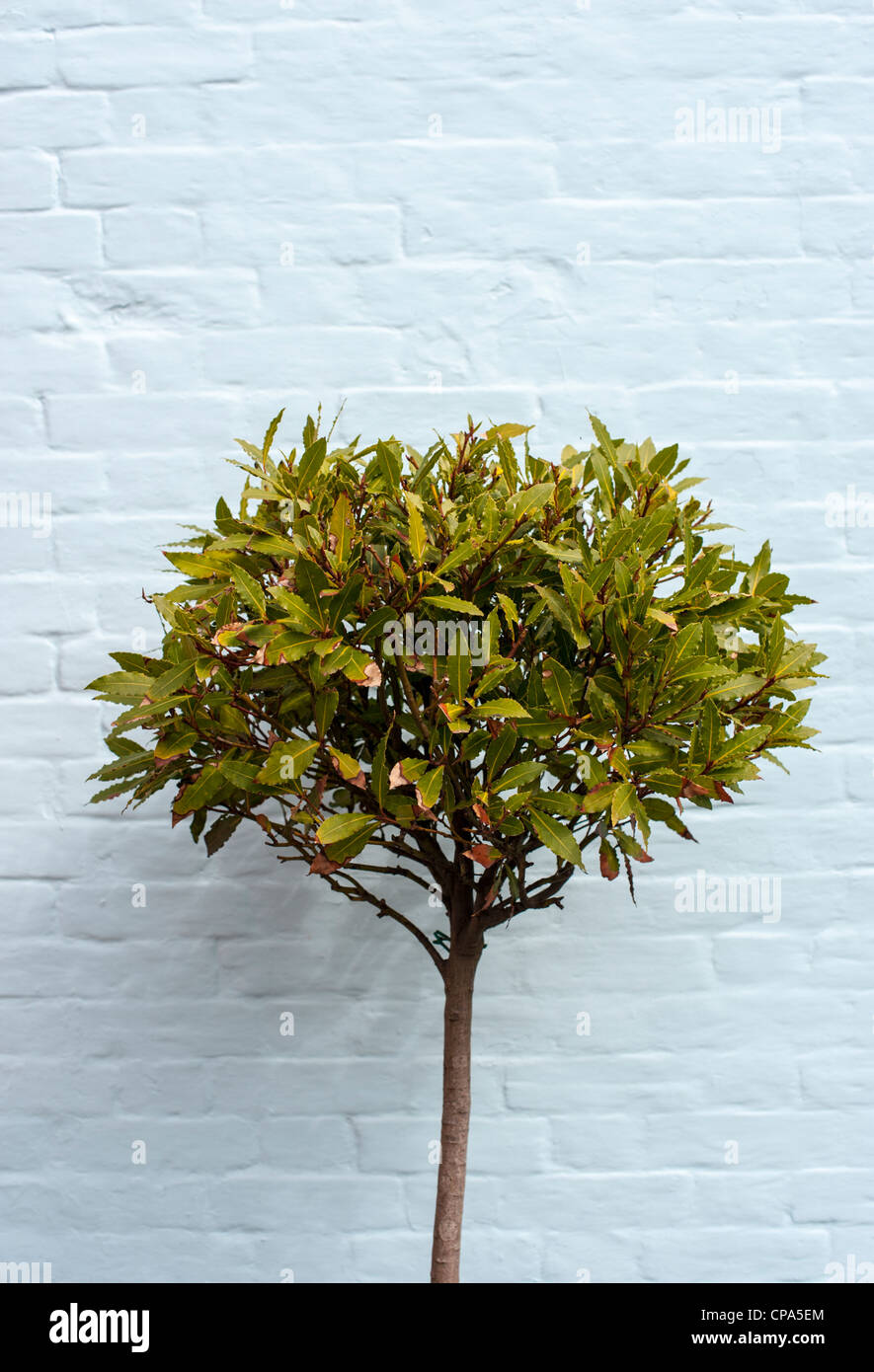 Bay tree laurus nobilis standard hi-res stock photography and images ...