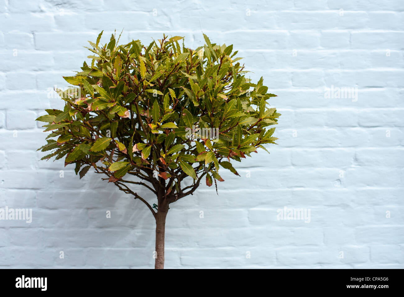 Bay tree laurus nobilis standard hi-res stock photography and images ...