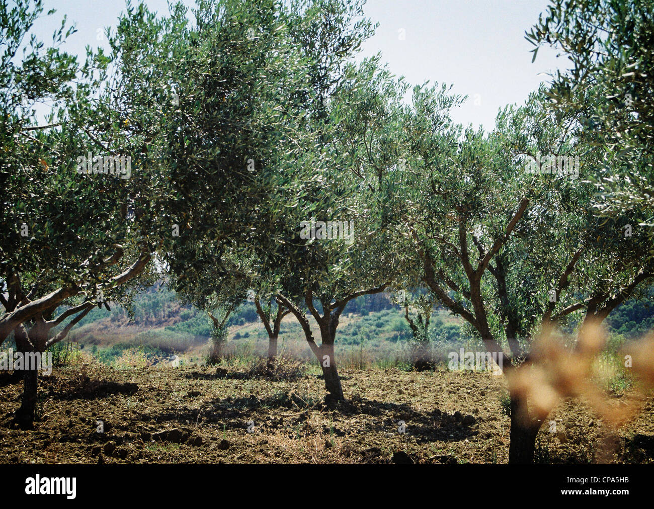 Sunny olive grove in the summer in south italy Stock Photo - Alamy