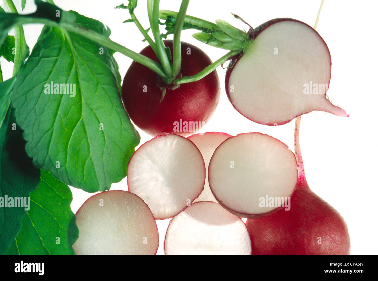Radish Half Slice White Background Stock Photo - Alamy