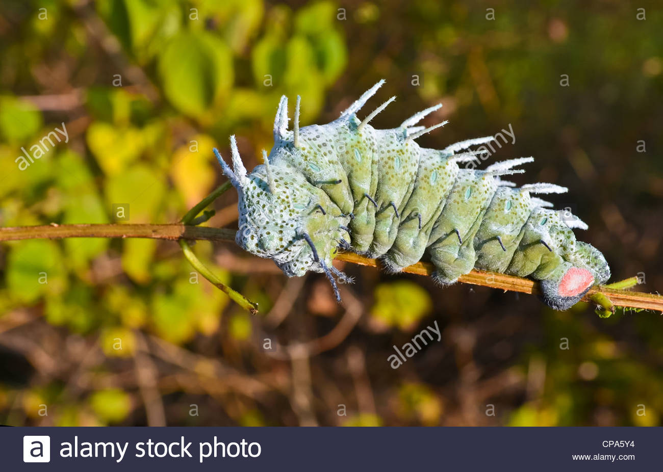 Spiny Caterpillar High Resolution Stock Photography and Images - Alamy