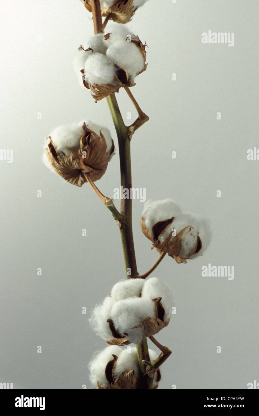 Cotton Plant Close up Stock Photo - Alamy
