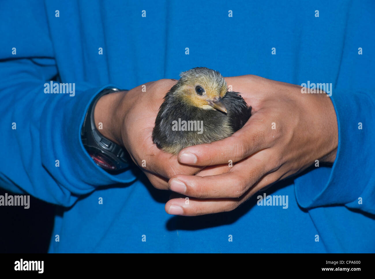 Megapode emerged from sand hi-res stock photography and images - Alamy