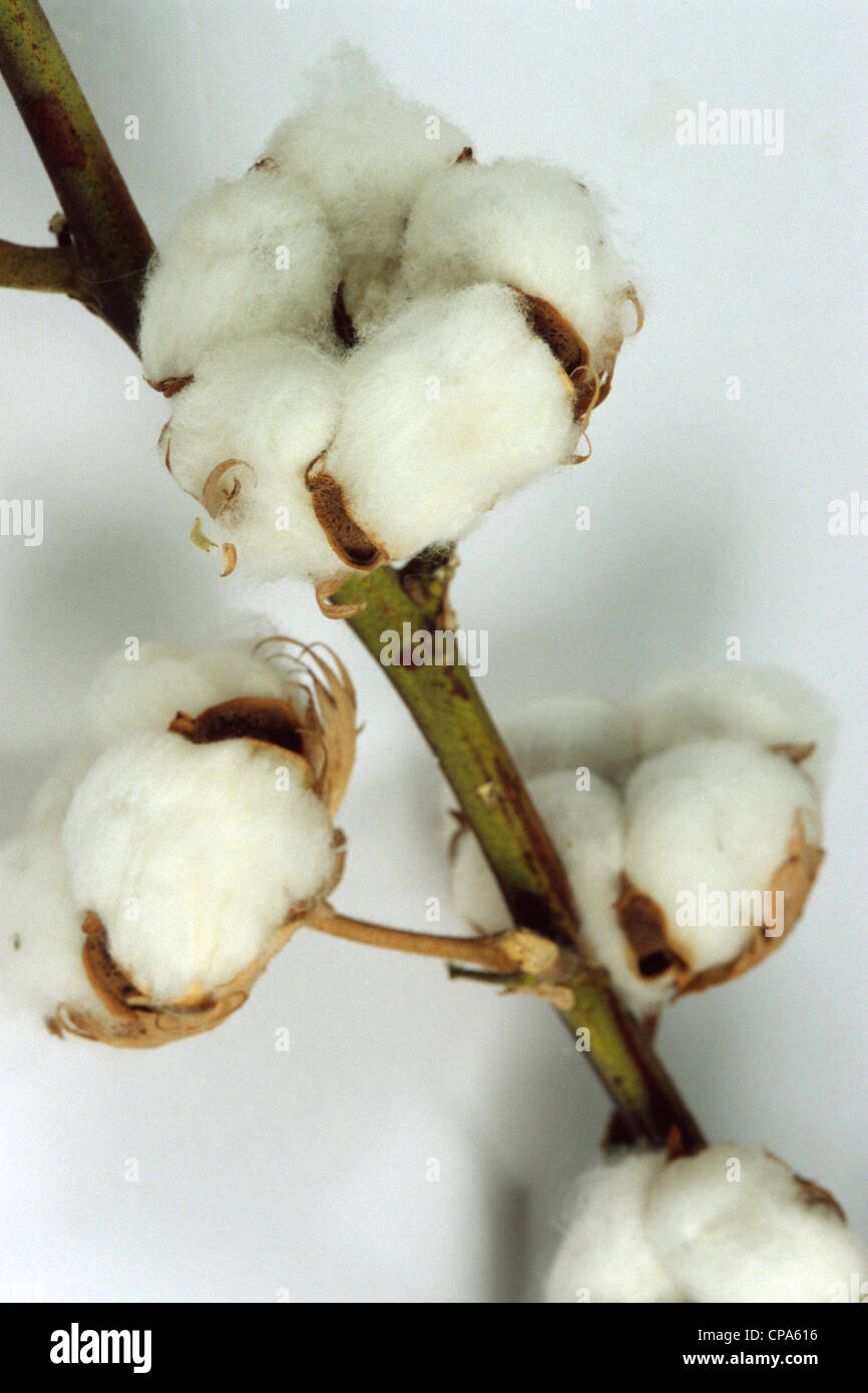 Cotton Plant Close up Stock Photo - Alamy