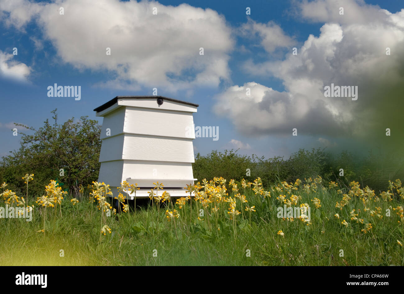 Traditional Bee Hive in Spring with cowslips Chilterns Buckinghamshire ...