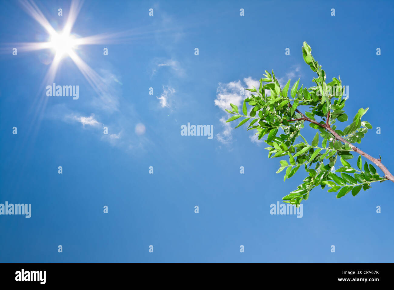 a young tree in the sunny sky background Stock Photo - Alamy