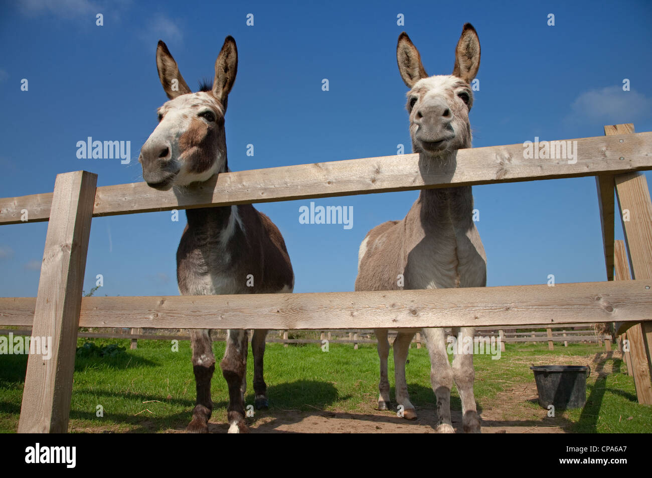two Donkeys looking over fence Norfolk Farm in summer Stock Photo - Alamy