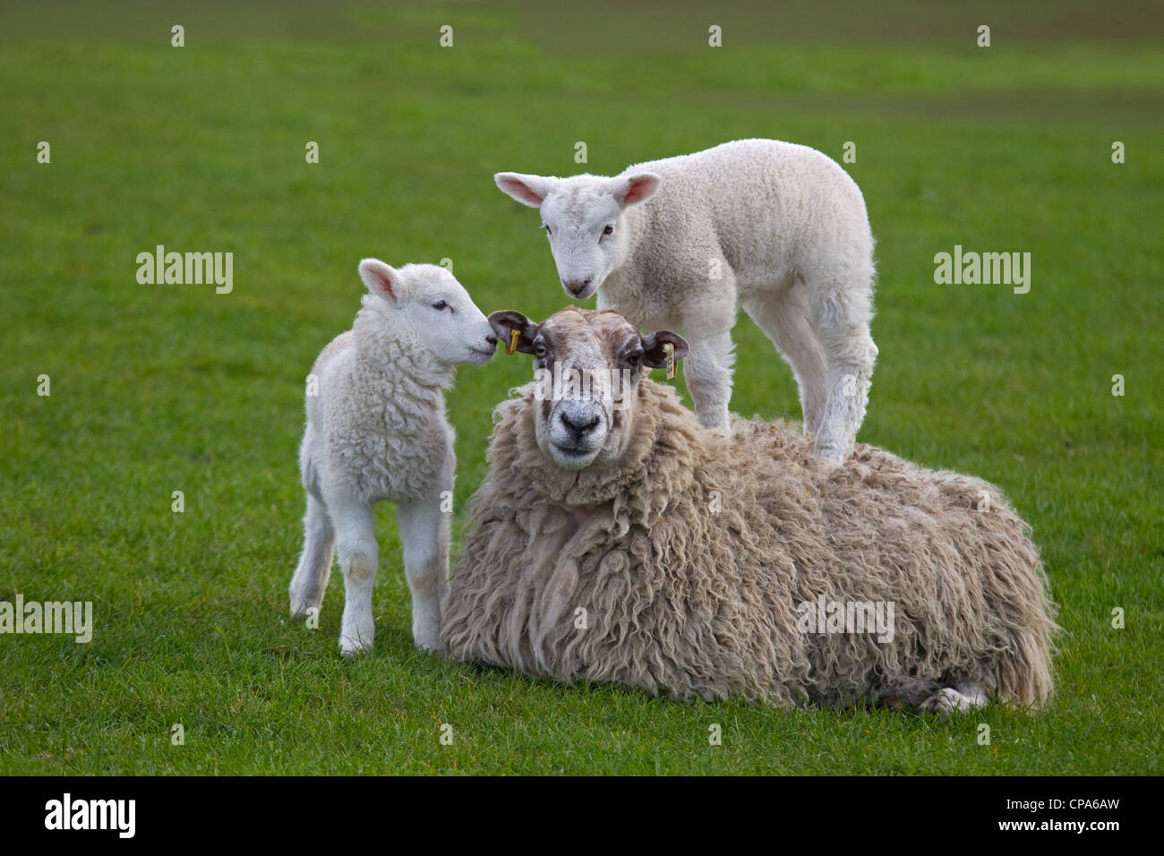 Lambs jumping on resting ewe in spring Stock Photo - Alamy
