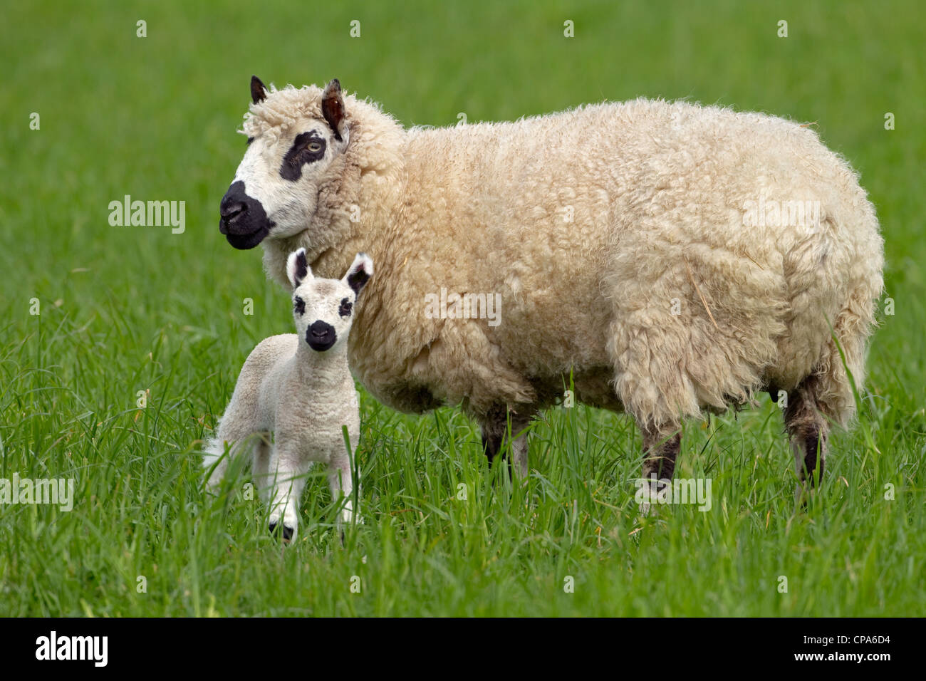 Kerry Hill Sheep flock showing ewes and lambs on Spring grass Stock ...