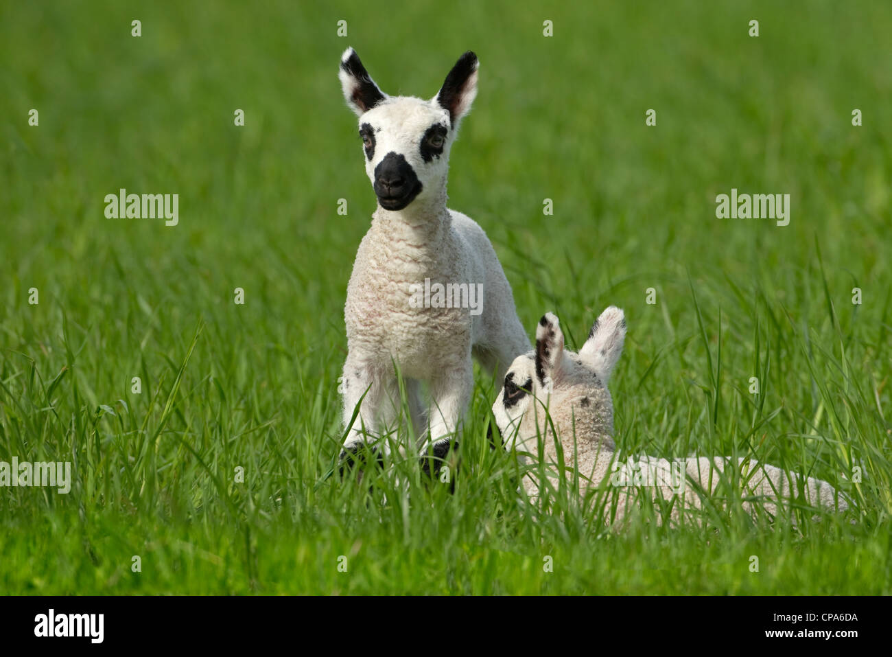 Kerry hill sheep hi-res stock photography and images - Alamy