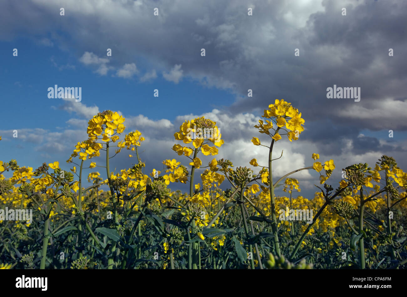Oil-seed rape field at Sidestrand Norfolk Stock Photo - Alamy
