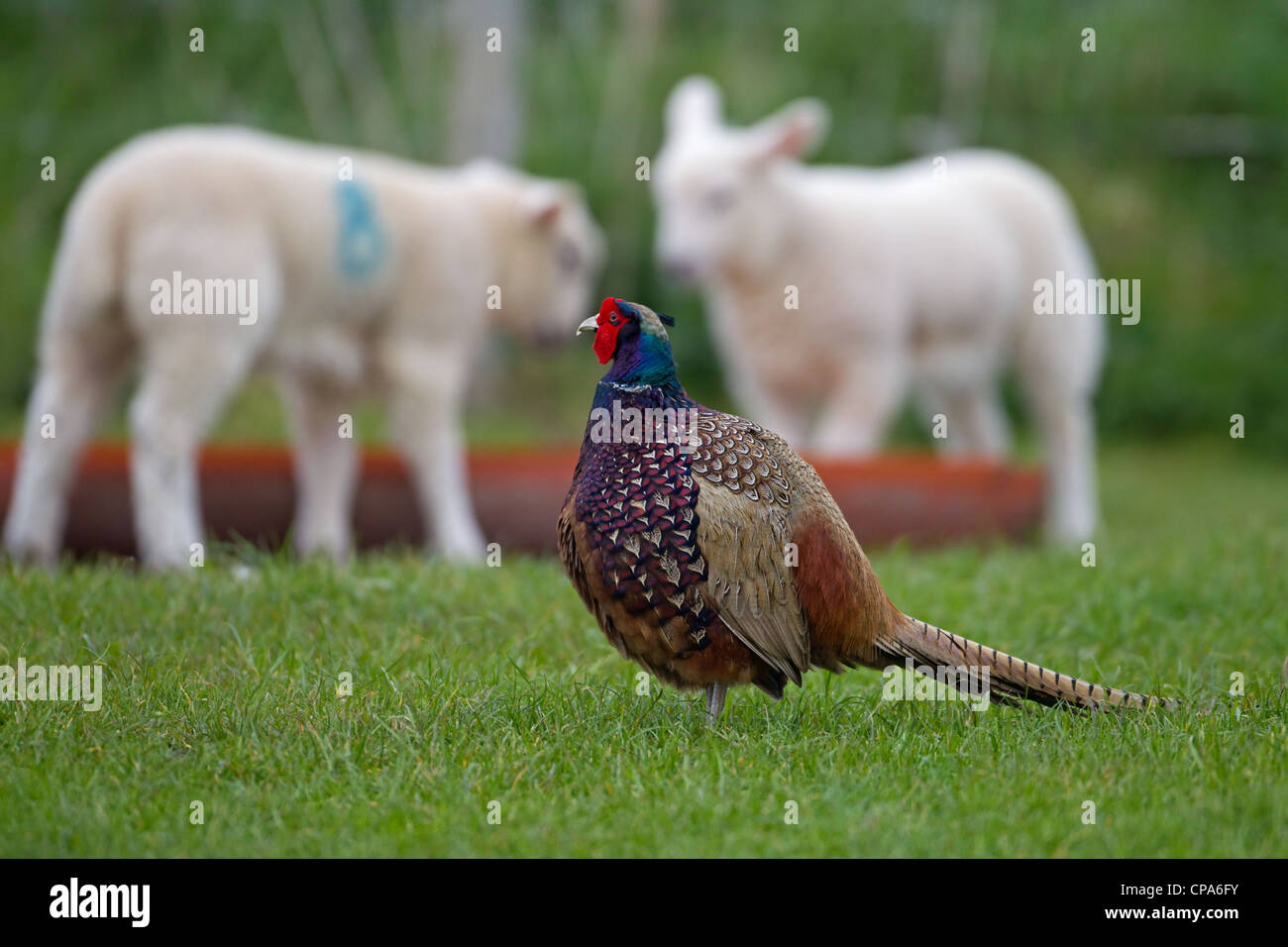 Two toed bird hi-res stock photography and images - Alamy