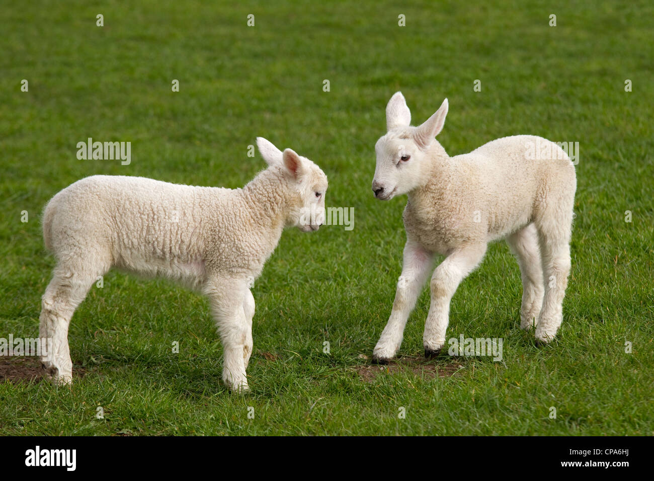 Spring Lambs playing in meadow at Easter time Stock Photo - Alamy