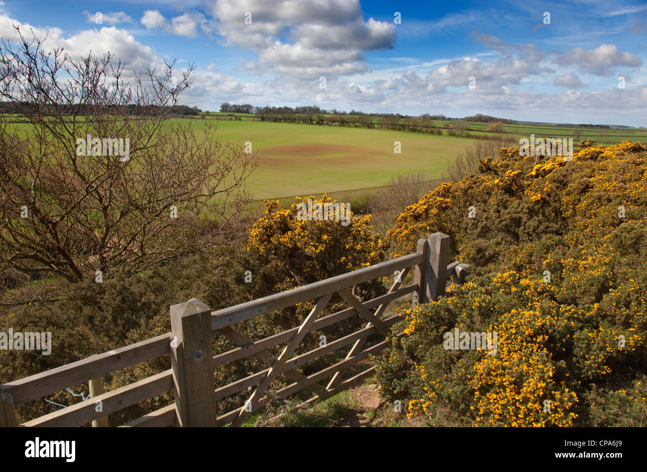 Wiveton Downs Norfolk in Spring Stock Photo - Alamy