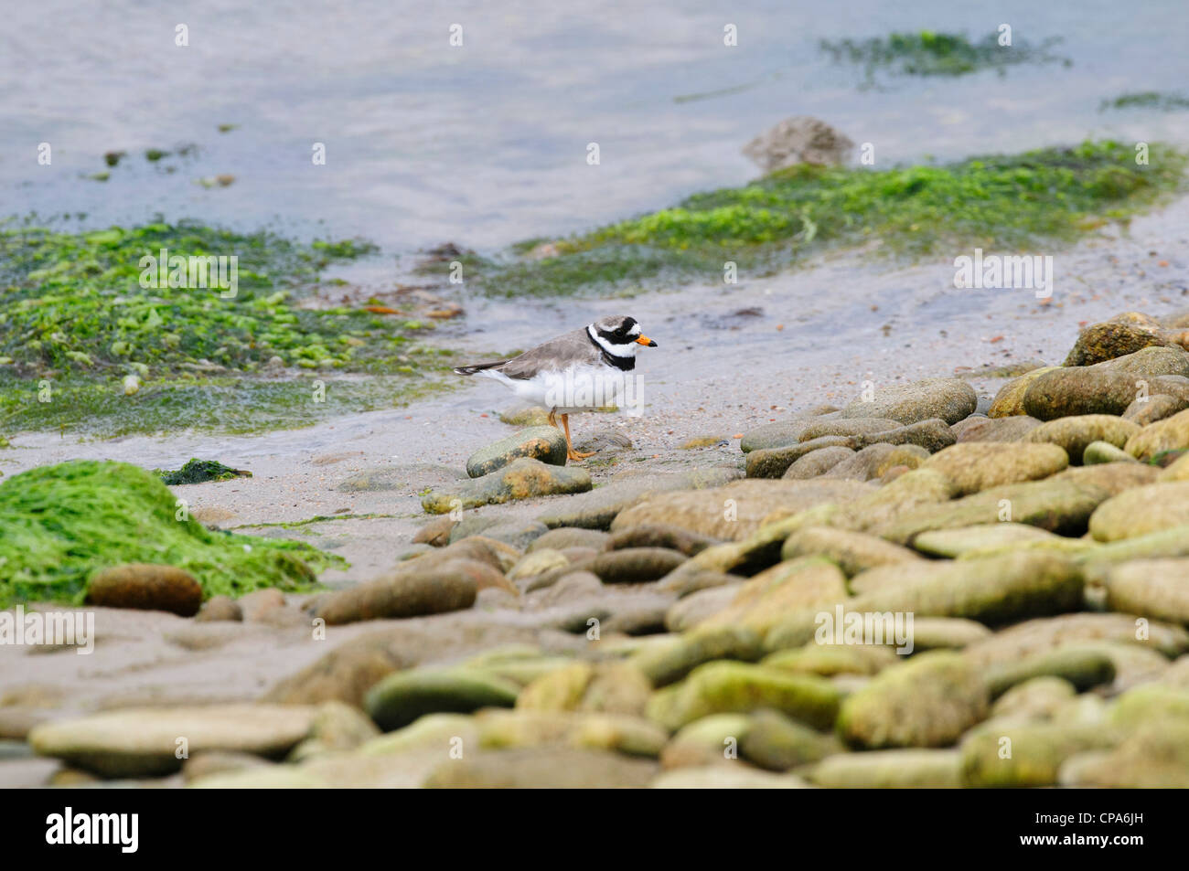 Rotund bird hi-res stock photography and images - Alamy
