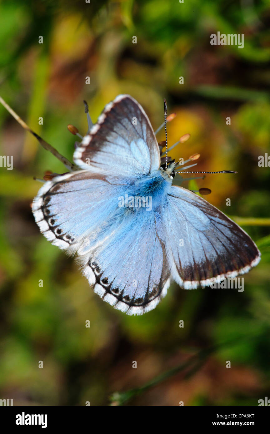 Lysandra coridon hi-res stock photography and images - Alamy
