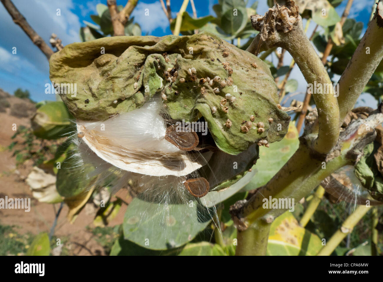 Apple of sodom hi-res stock photography and images - Alamy