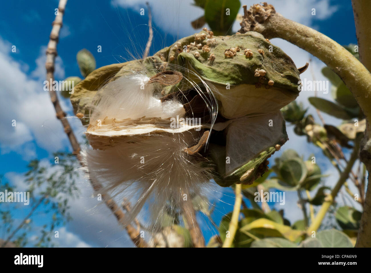 Apple of sodom hi-res stock photography and images - Alamy
