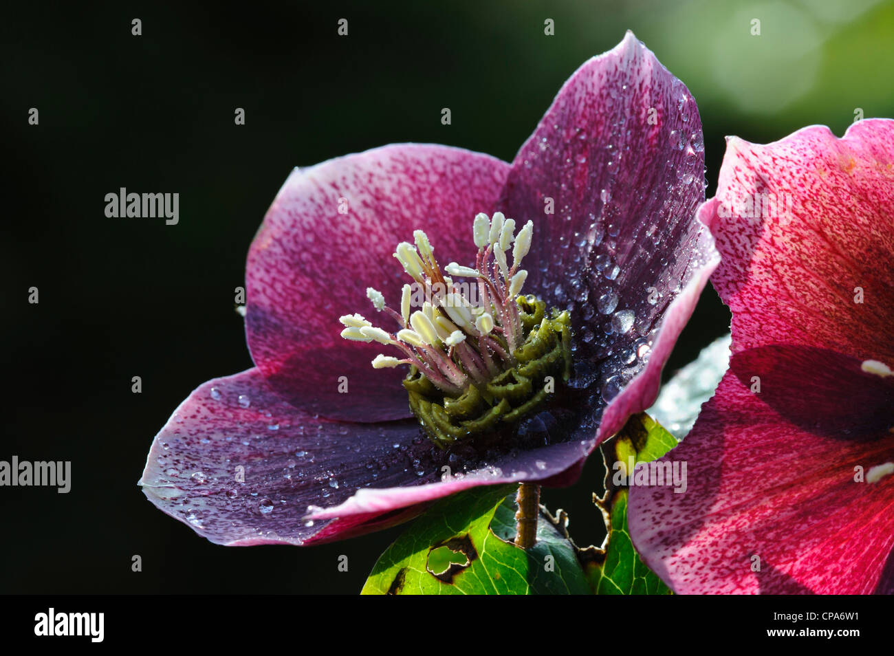 Lenten (Christmas) Rose (Helleborus orientalis Stock Photo - Alamy