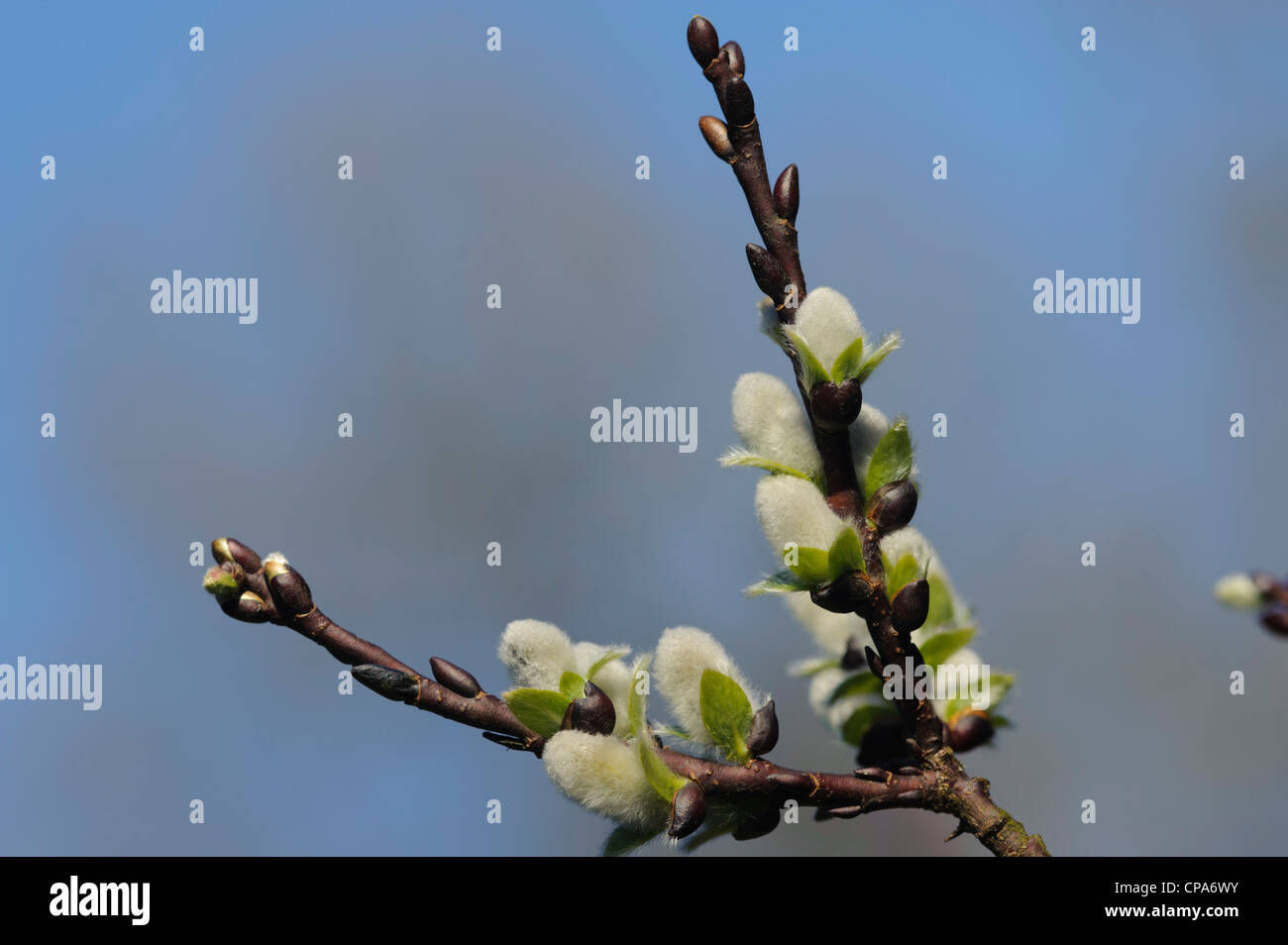 Halberd Willow (Salix hastata) Wehrhahnii, with catkins Stock Photo - Alamy