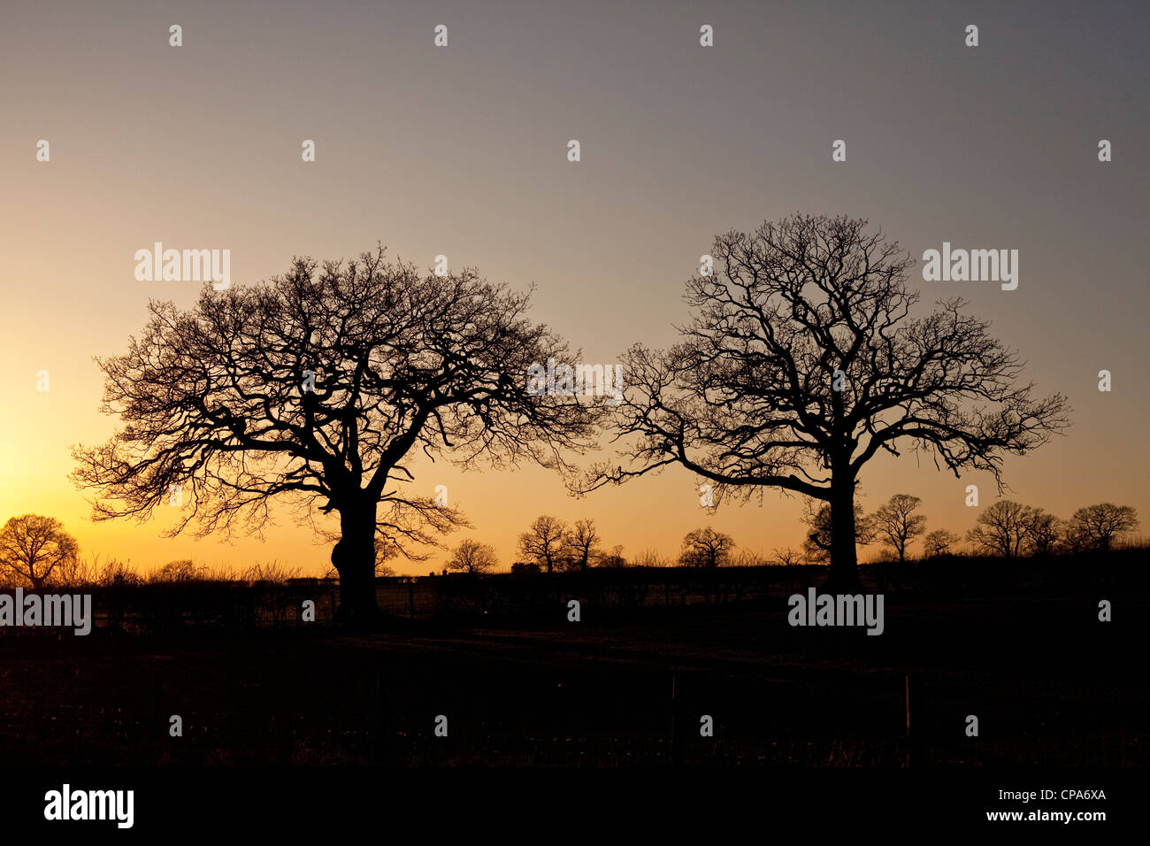 Sunset silhouette trees in hi-res stock photography and images - Alamy