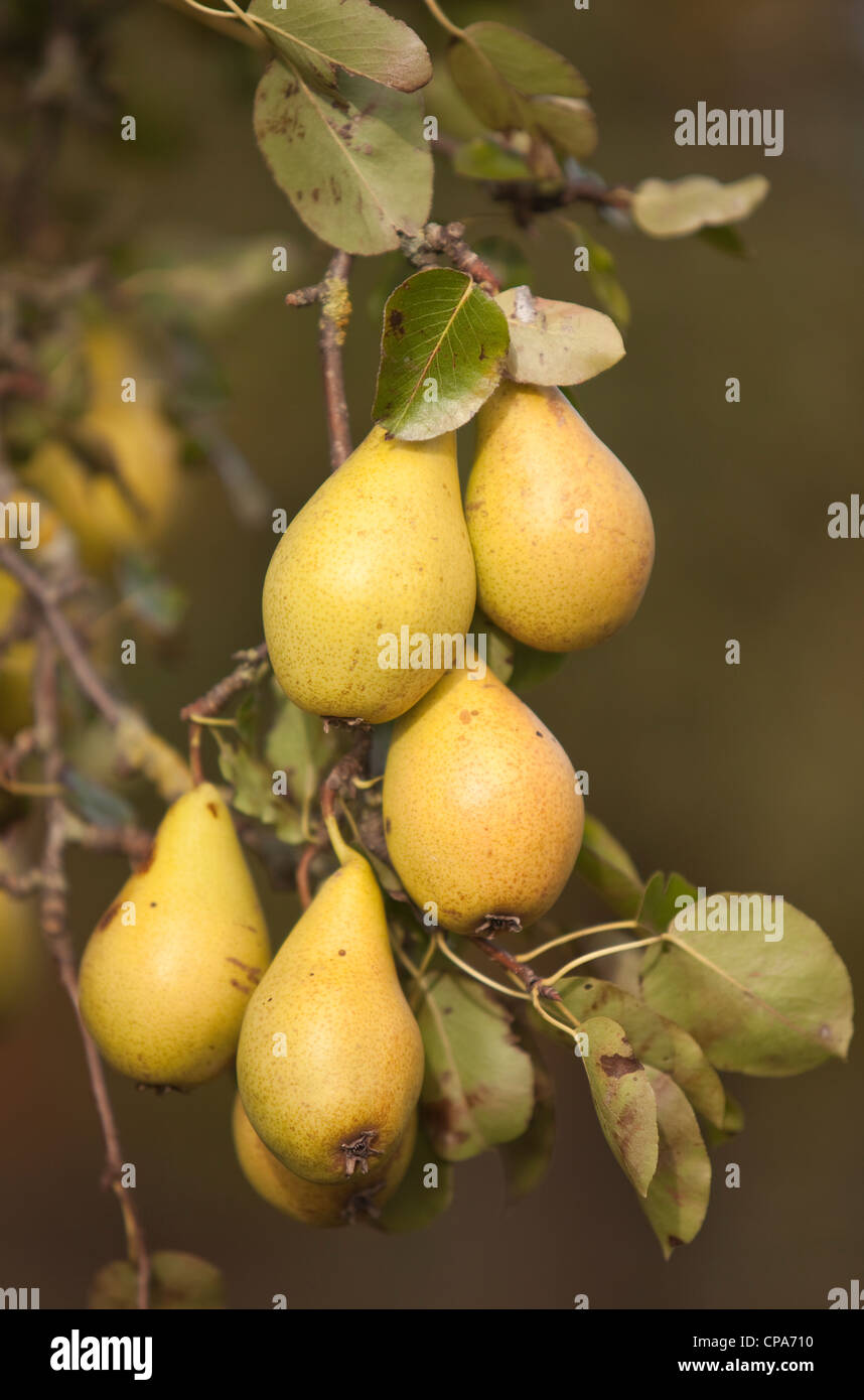 Yellow Pears on tree, England, UK Stock Photo - Alamy
