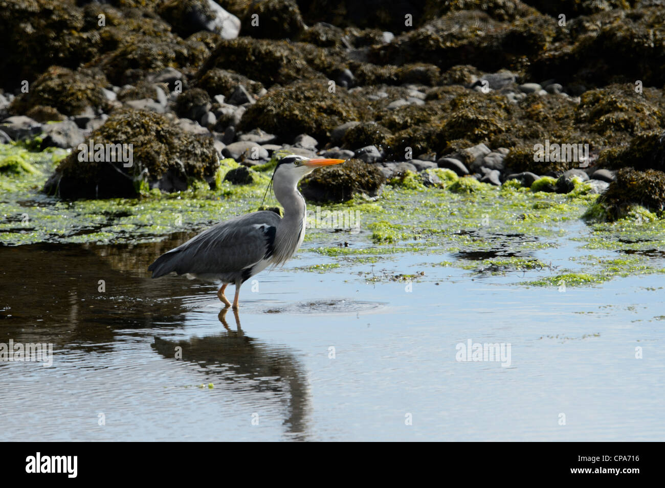 Heron like bird hi-res stock photography and images - Alamy