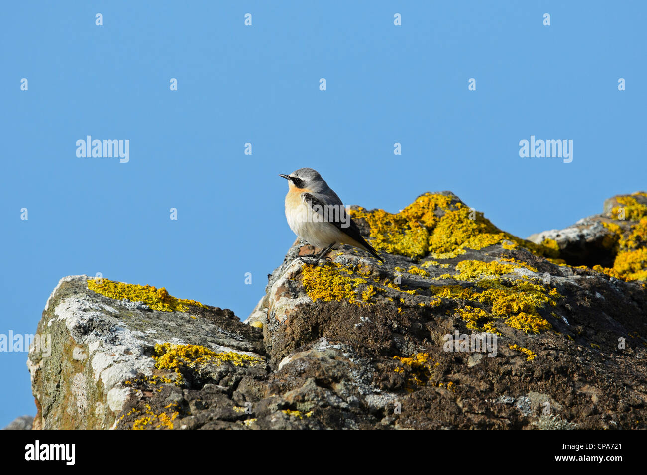 Male northern wheatear hi-res stock photography and images - Alamy
