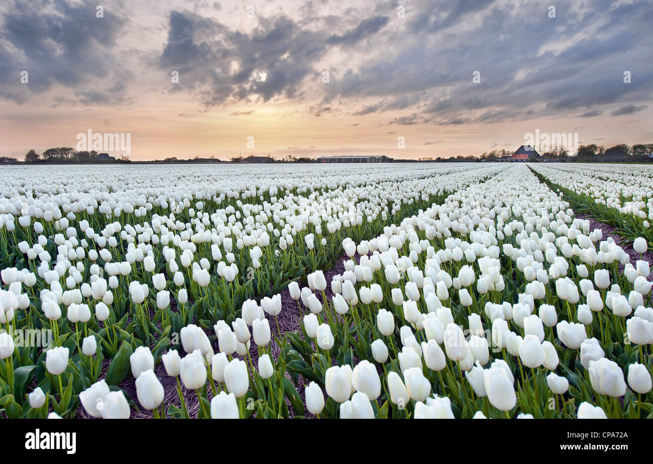 A field of white tulips in full bloom at evening in North Holland Stock ...