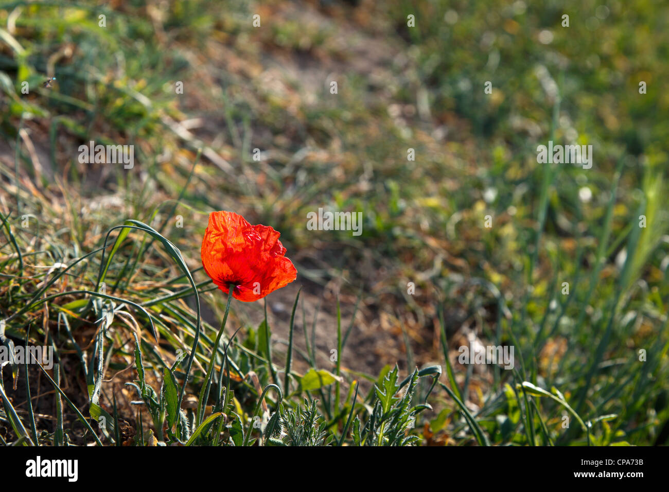 Red poppy with wildlife hi-res stock photography and images - Alamy