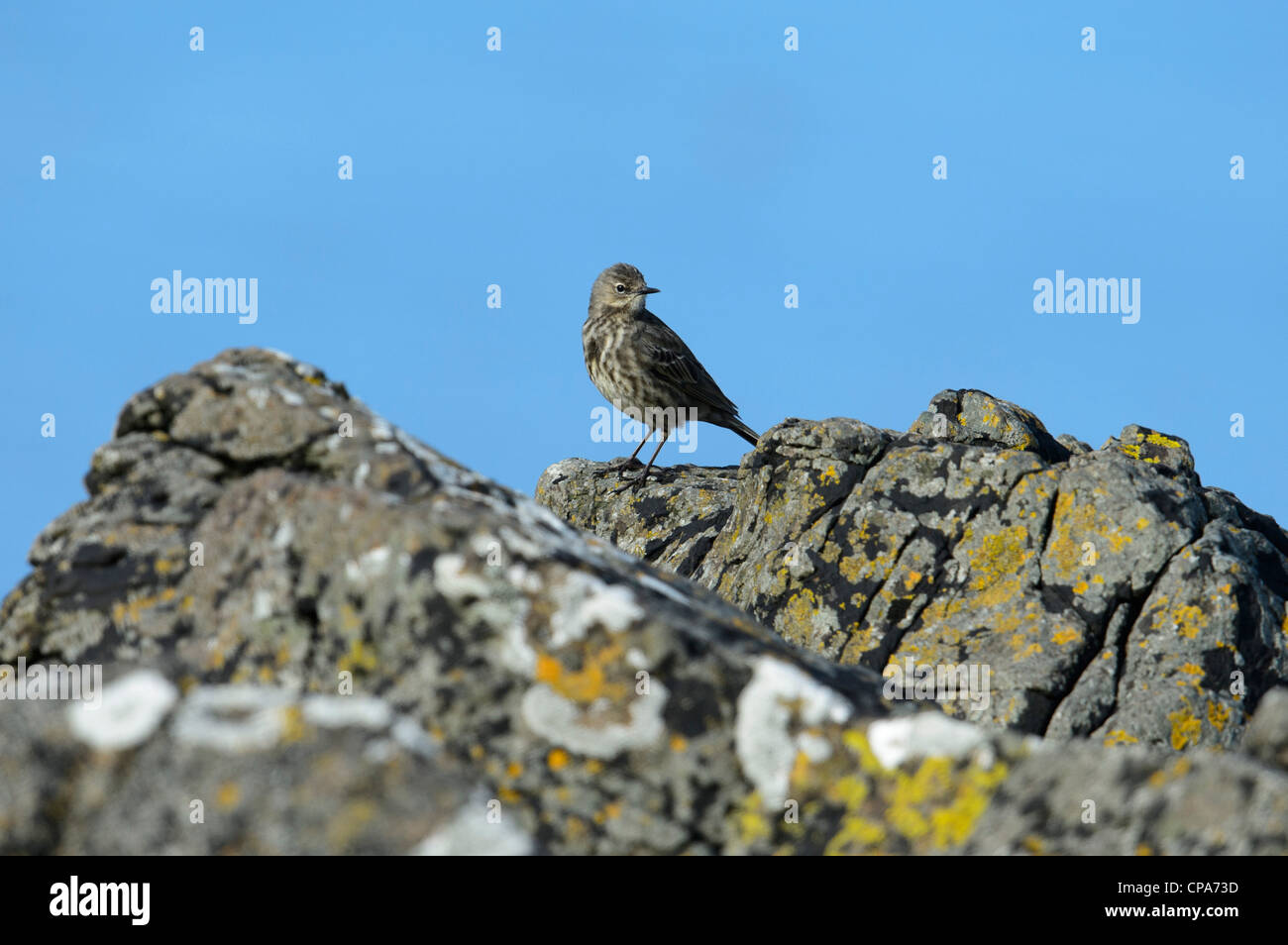 Anthus petrosus petrosus hi-res stock photography and images - Alamy