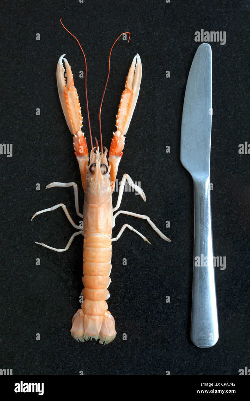 Langoustine with Knife Stock Photo - Alamy