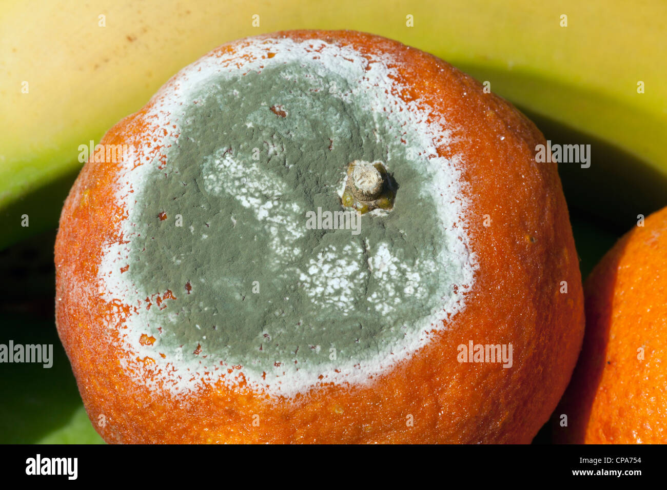 Mould Fruit High Resolution Stock Photography and Images - Alamy