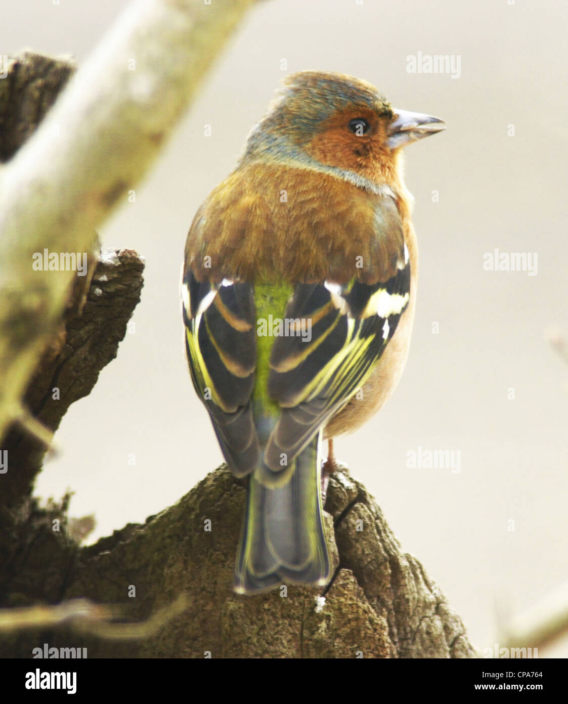 Chaffinch UK garden bird Stock Photo - Alamy