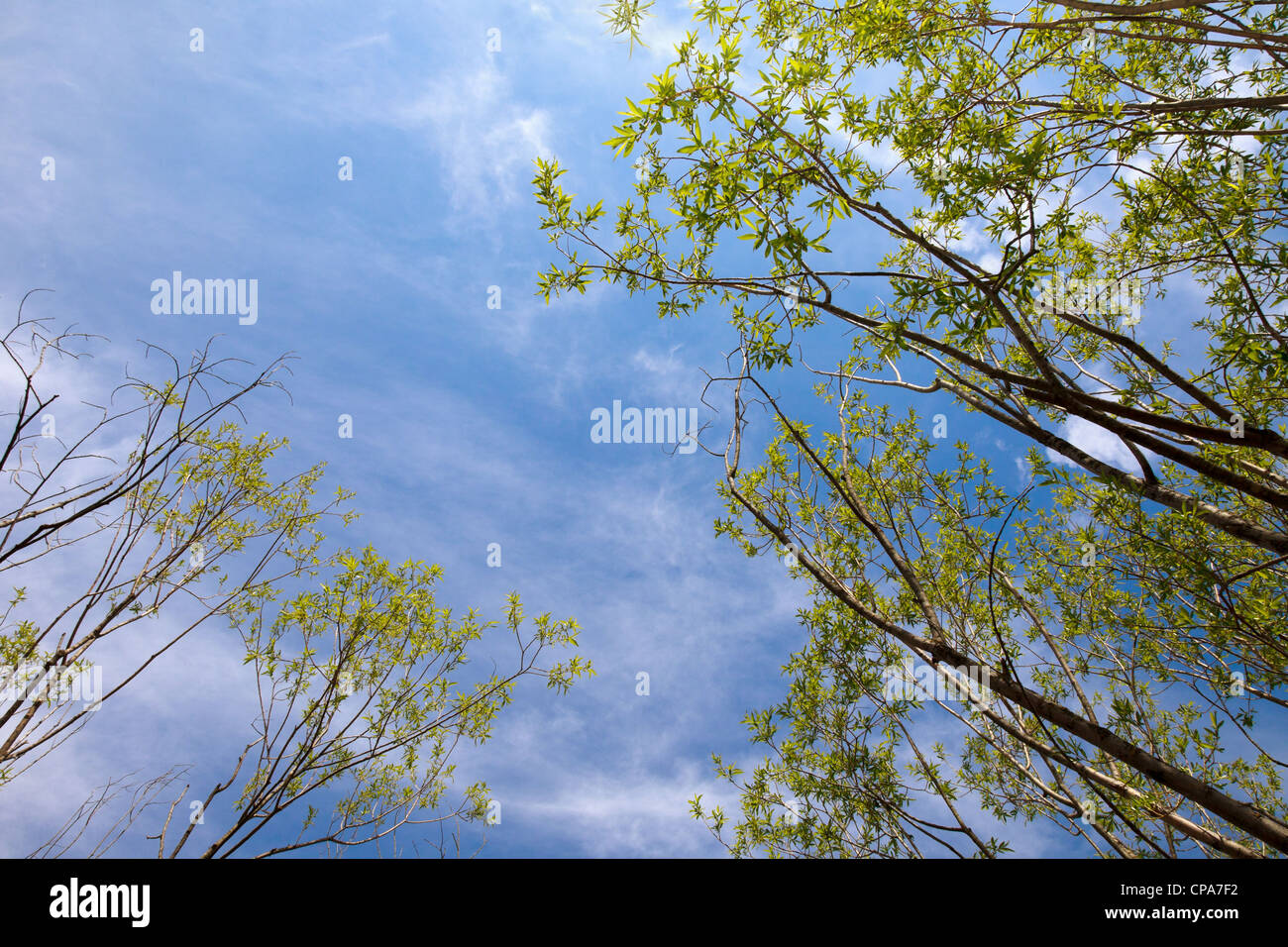 Trees in the sky Stock Photo - Alamy