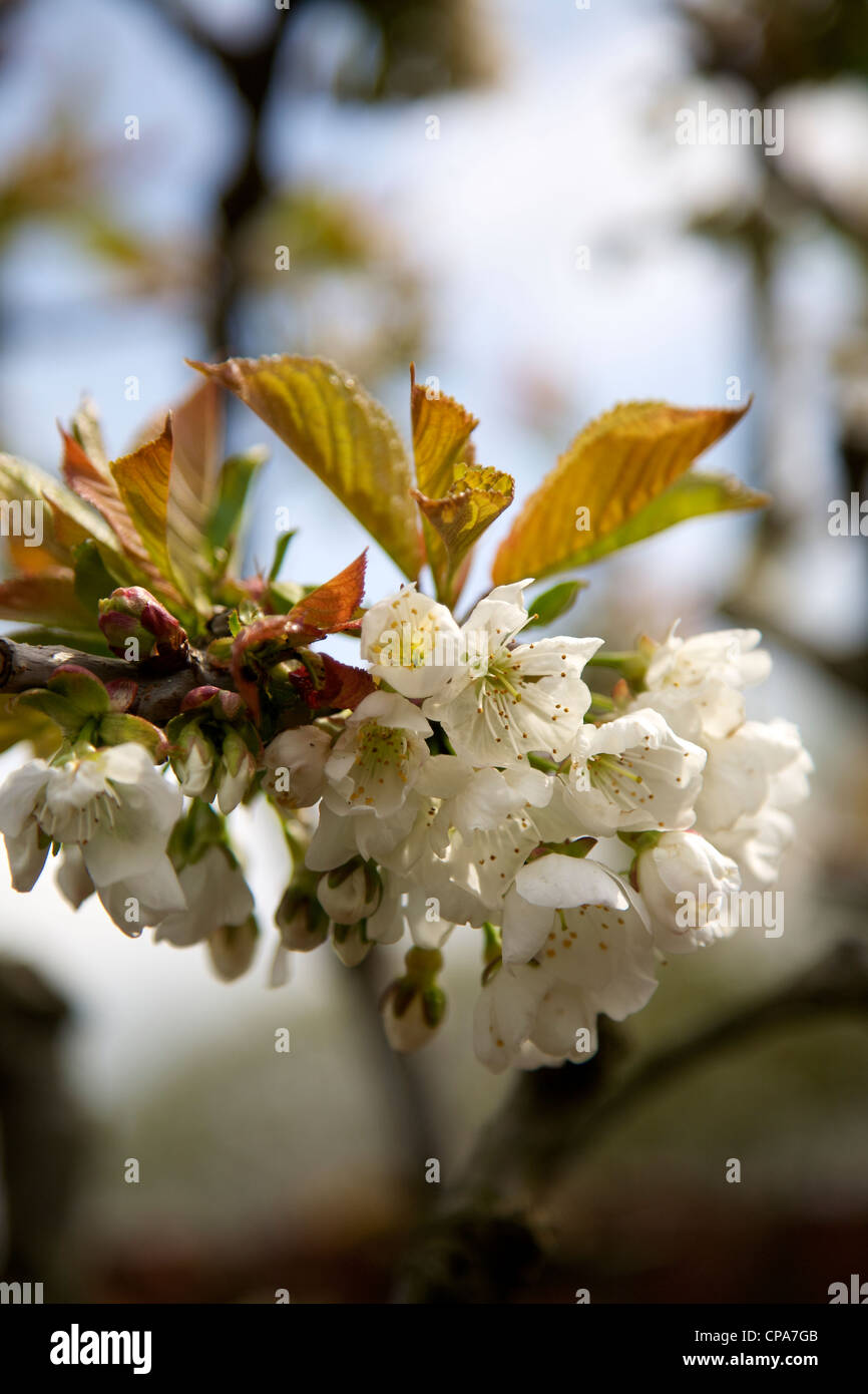 Prunus Avium Sweet Cherry 'Sunburst' tree in blossom in April Stock ...