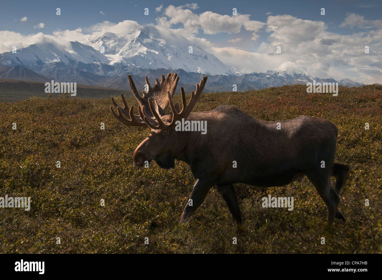 Alaska denali bull moose hi-res stock photography and images - Alamy