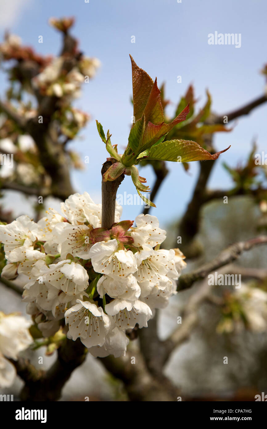 Prunus Avium Sweet Cherry 'Sunburst' tree in blossom in April Stock ...