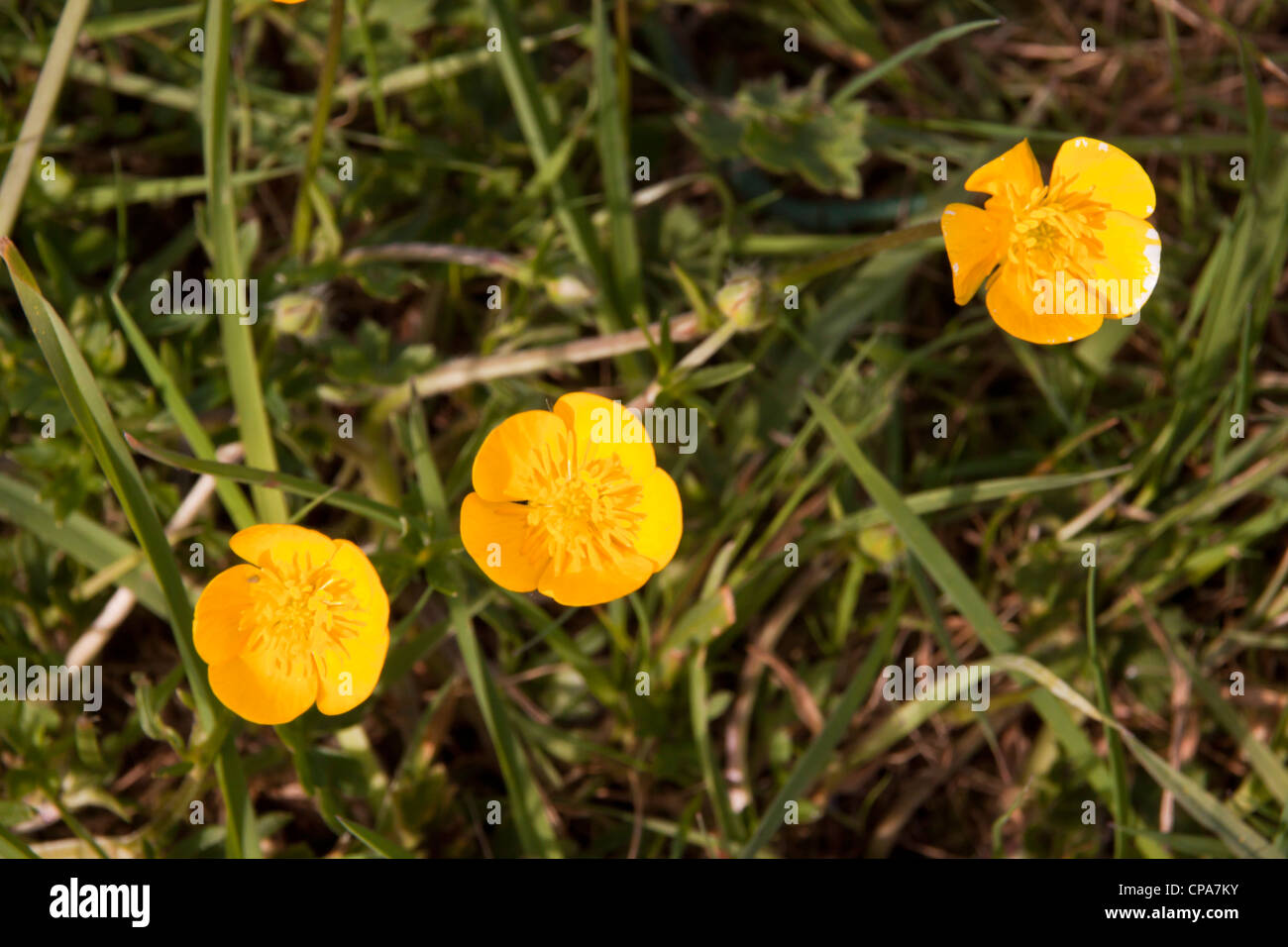 Buttercups ranunculus acris hi-res stock photography and images - Alamy