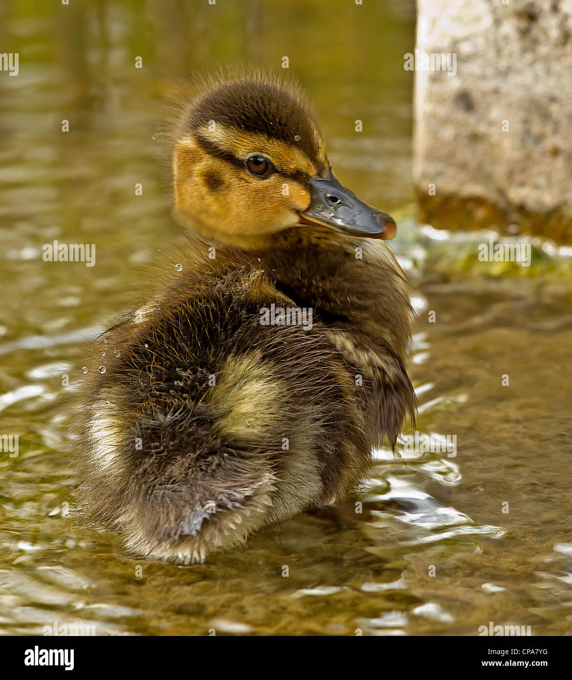 Duckling hi-res stock photography and images - Alamy