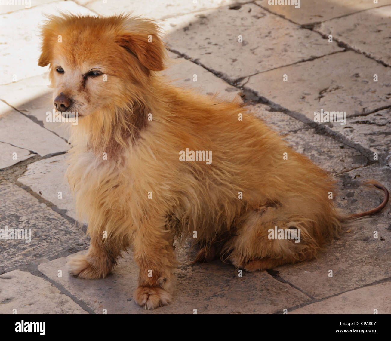 Mangy dog hi-res stock photography and images - Alamy